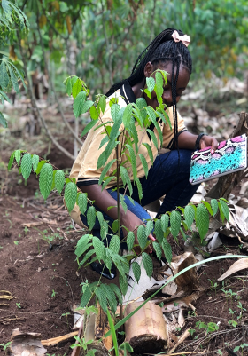 Why monitor and account for trees planted? – Flight Free Projects